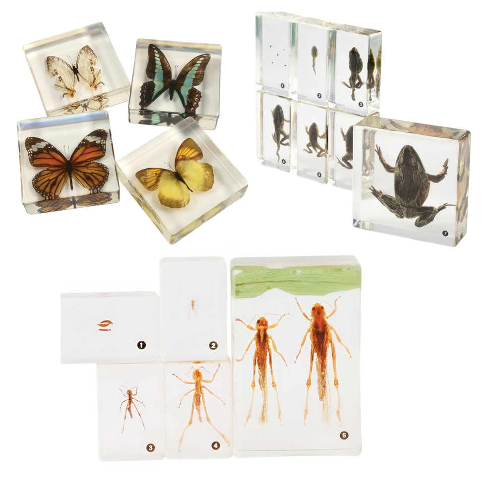 Acrylic Specimens Life Cycle Exploration Bundle | Frog, Butterfly ...