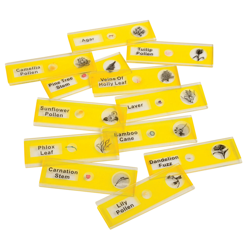 Prepared Slide Kit - Plants for use with Microscope