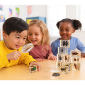 Geoworld Bugs World Collection: 12 Real Insects for STEM Learning ...