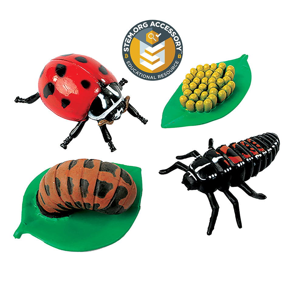 Ladybug Life Cycle Figurines | 4-Piece Educational Set for Kids Ages 4 ...