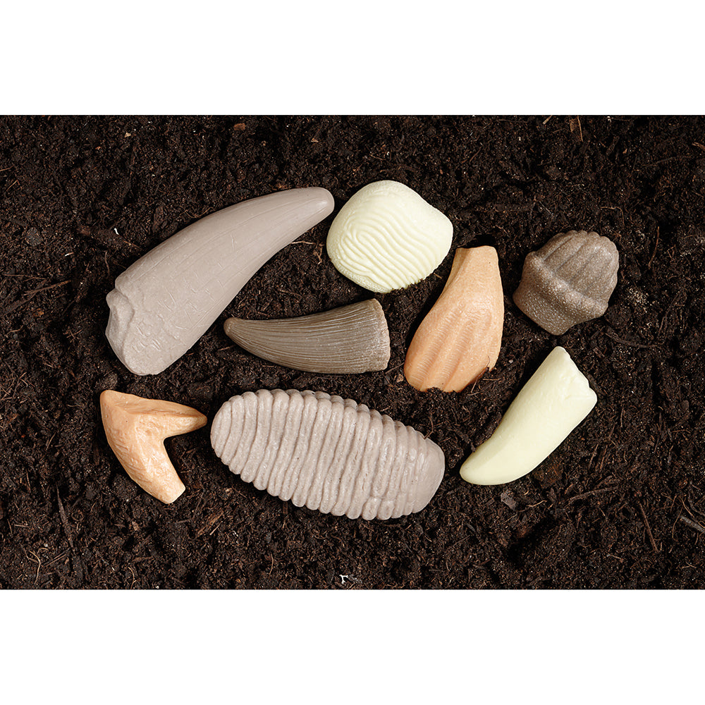 Let's Investigate - Prehistoric Teeth: Explore Ancient Dentition and ...