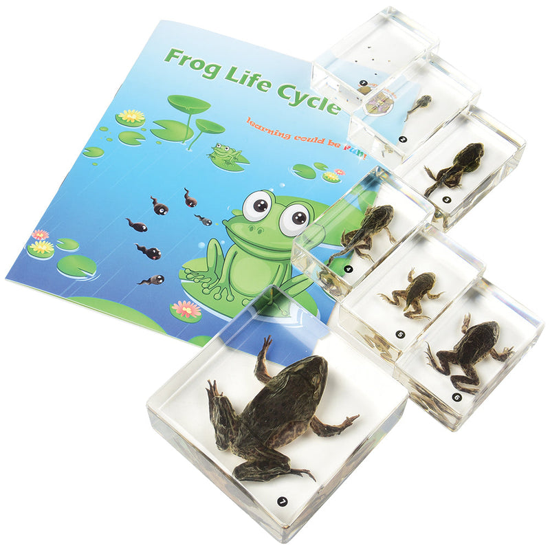 Frog Life Cycle Set for Kids | 7-Piece Educational Stages with Info Booklet