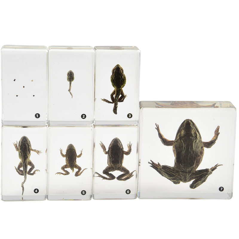 Frog Life Cycle Set for Kids | 7-Piece Educational Stages with Info Booklet
