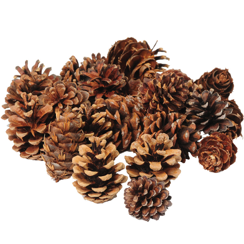 Small Pine Cone Variety Pack - Five Varieties - 25 pc Set